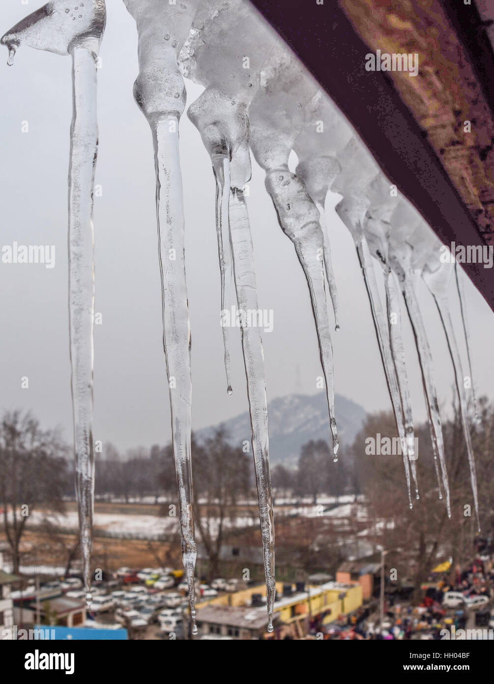 Srinagar, Jammu and Kashmir, India. 15th Jan, 2017. Icicles hang from a ...