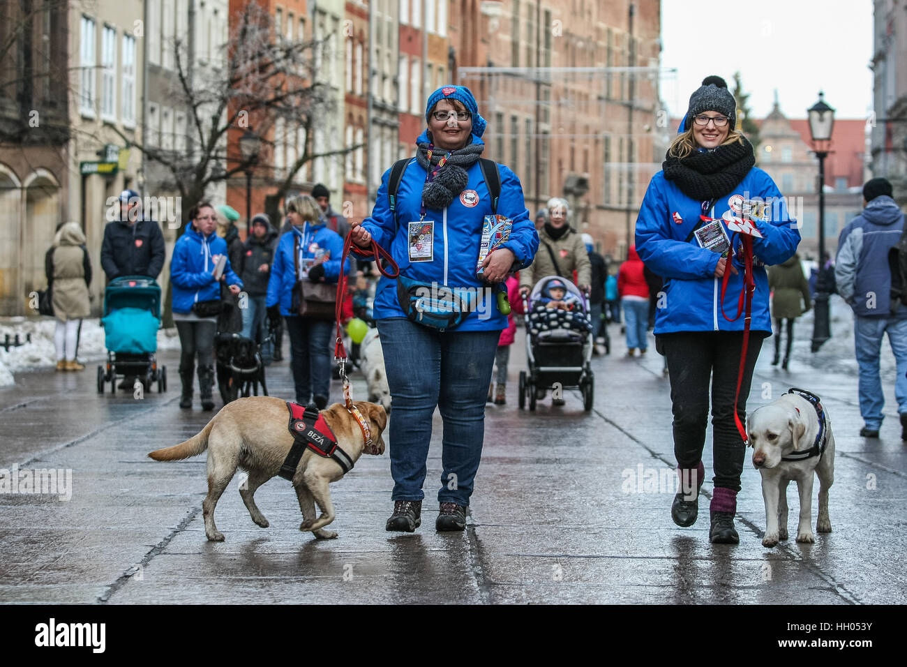 Gdansk, Poland. 15th January 2017. Volunteers with dogs collecting ...