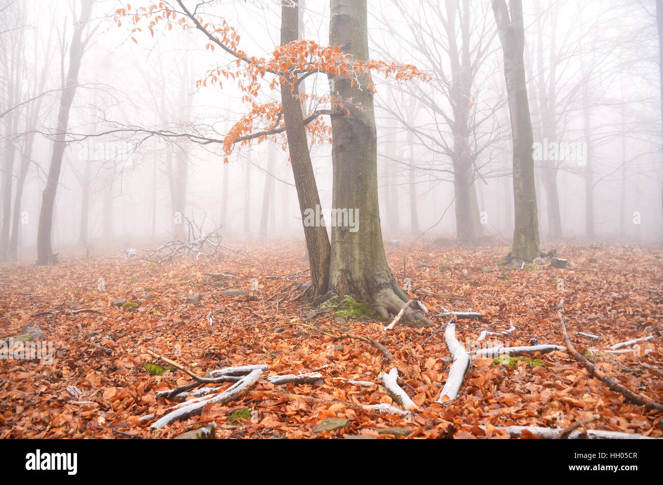Fantastic orange autumn landscape in forest Stock Photo - Alamy