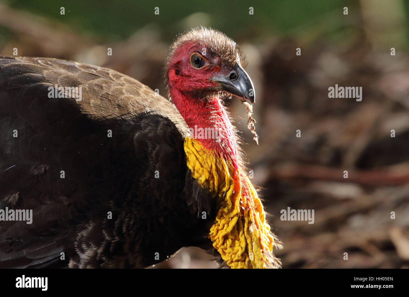 Australian Brush or bush turkey Stock Photo - Alamy