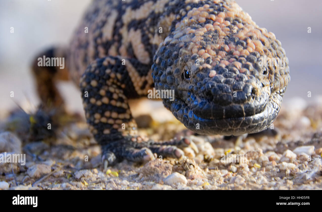 A closeup frontal view of a Gila Monster crossing rocky ground. The ...