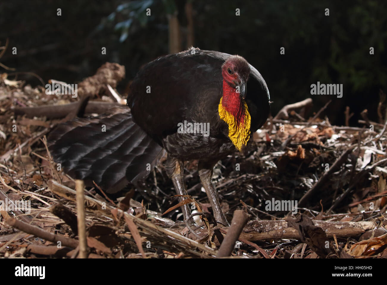 Male brush turkey and nest hi-res stock photography and images - Alamy