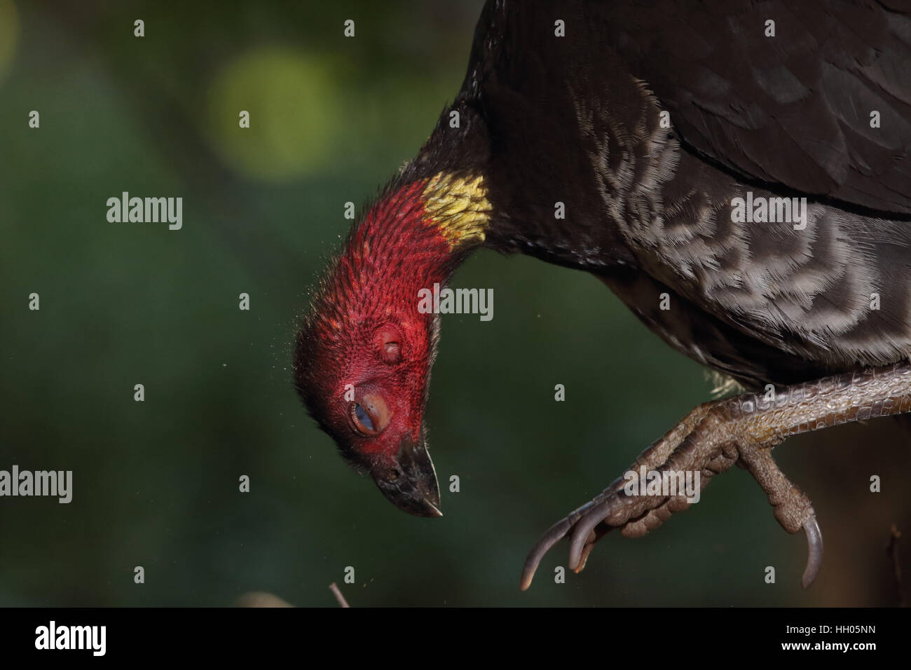 Scratching itch hi-res stock photography and images - Alamy