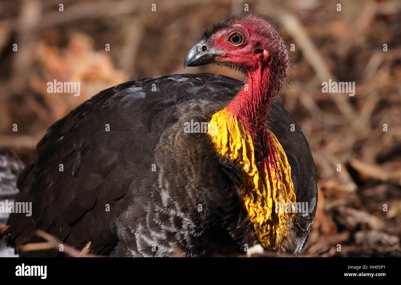 Australian Brush or bush turkey Stock Photo - Alamy