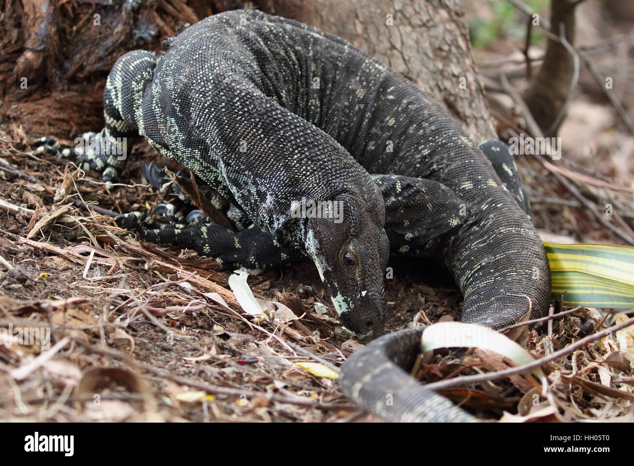 Australian lace monitor stealing eggs from a brush turkey mound Stock ...