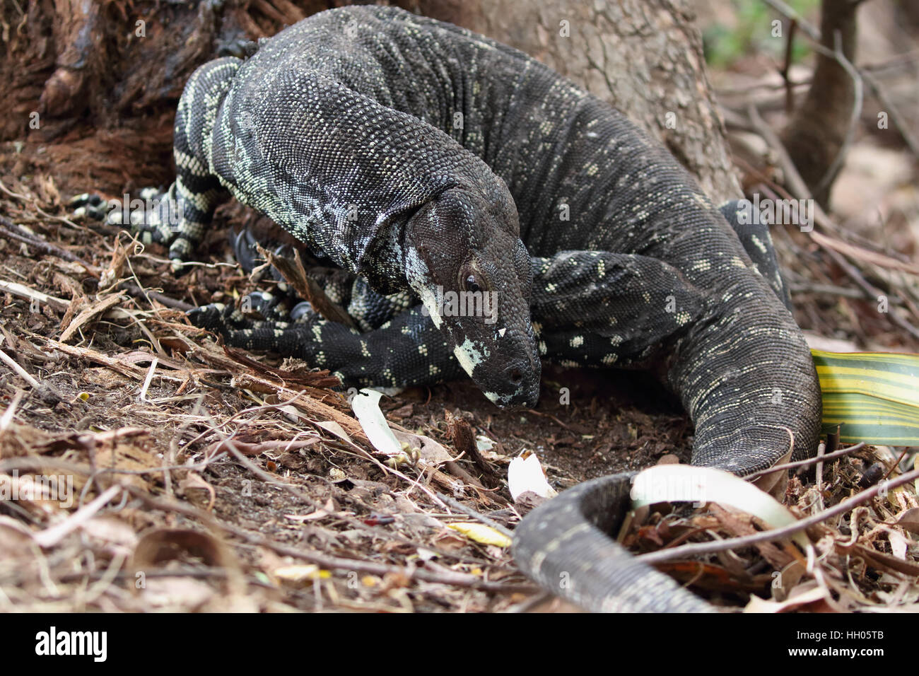 Australian lace monitor stealing eggs from a brush turkey mound Stock ...