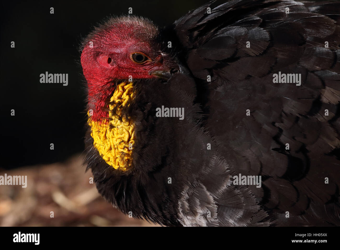 Australian Brush or bush turkey grooming Stock Photo - Alamy