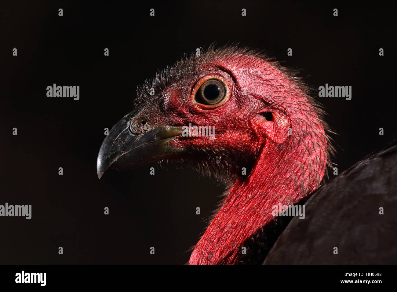 Australian Brush or bush turkey Stock Photo - Alamy