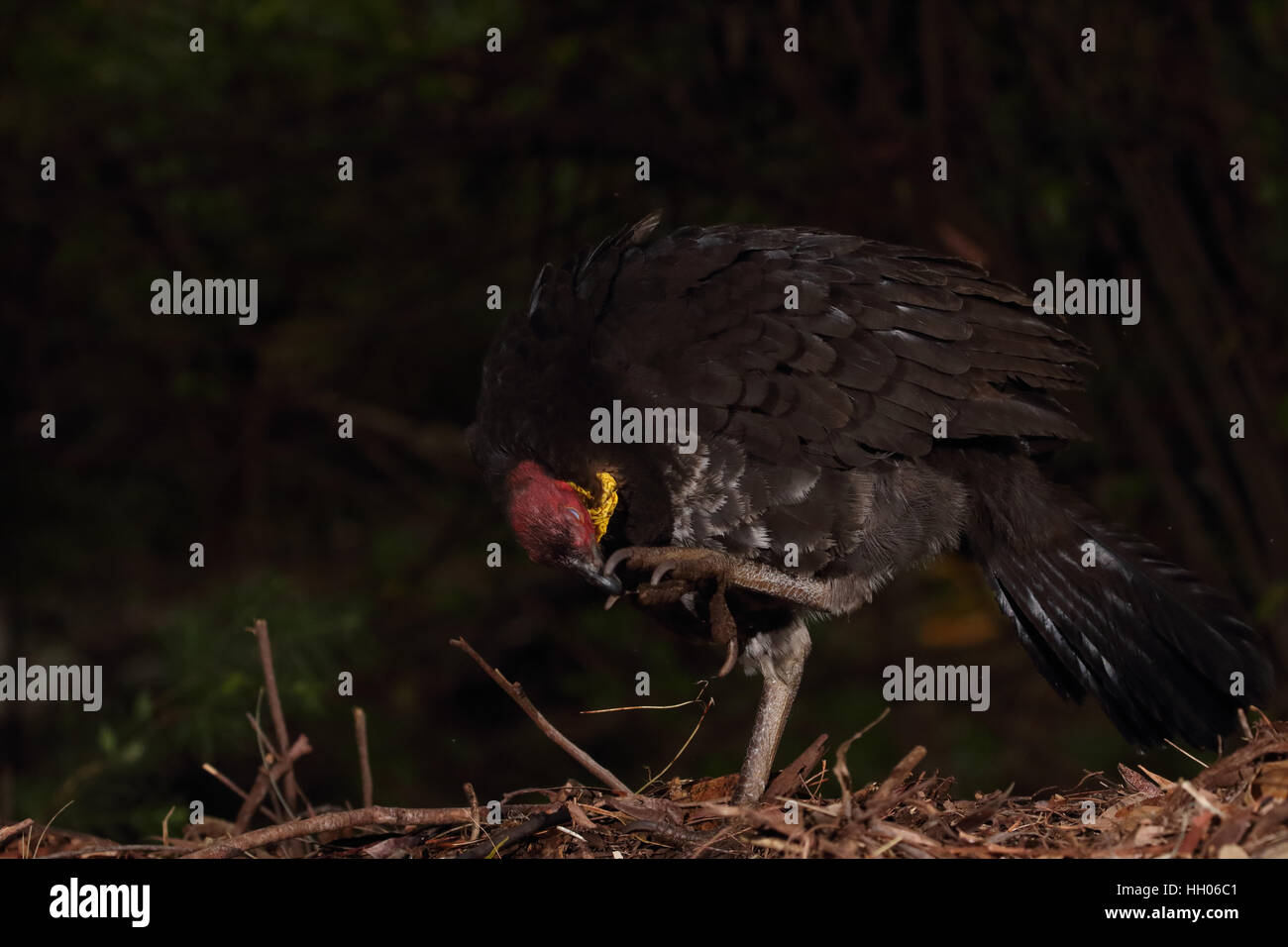 Australian Brush or bush turkey scratching Stock Photo - Alamy