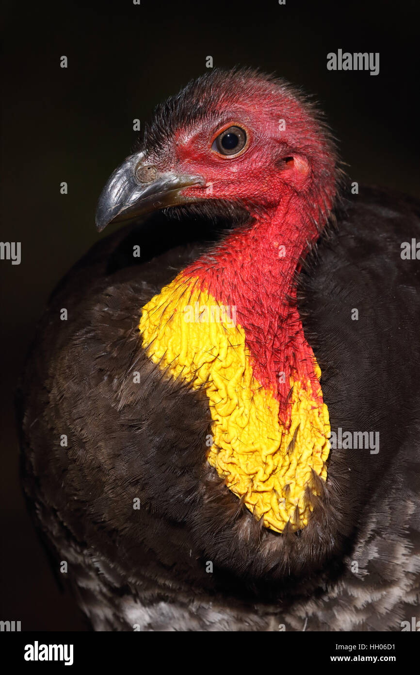 Australian Brush or bush turkey Stock Photo - Alamy