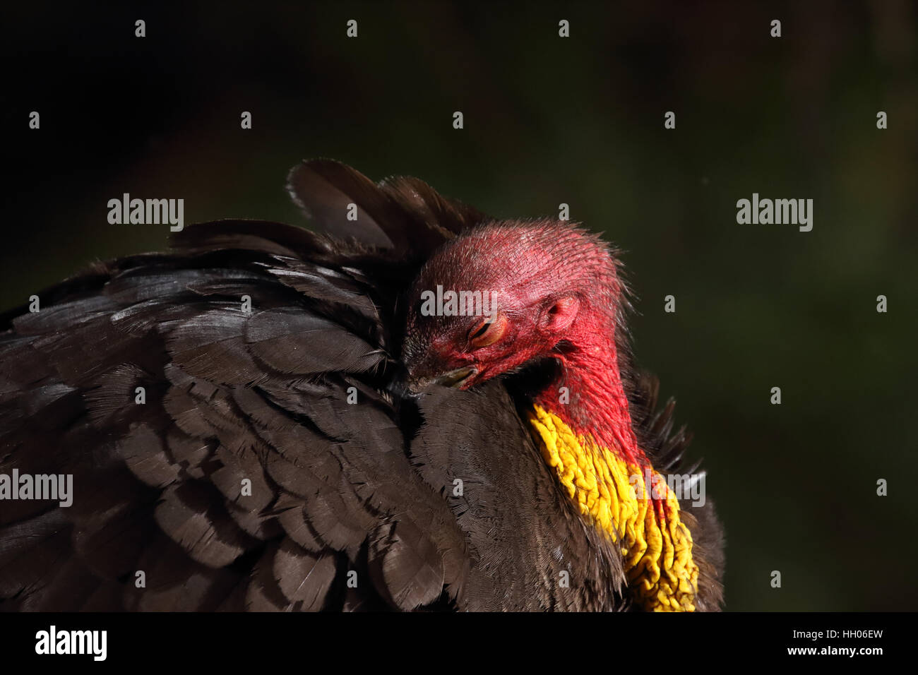 Australian Brush or bush turkey grooming Stock Photo - Alamy