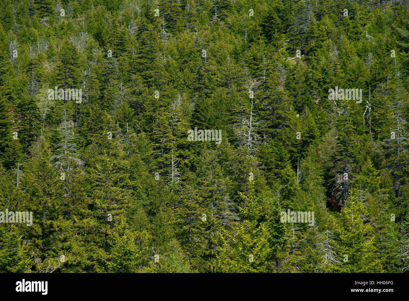 Top view over green coniferous forest Stock Photo - Alamy