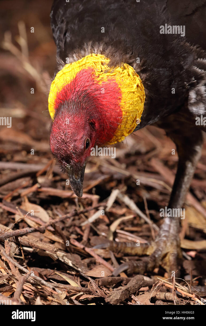 Breeding females hi-res stock photography and images - Alamy