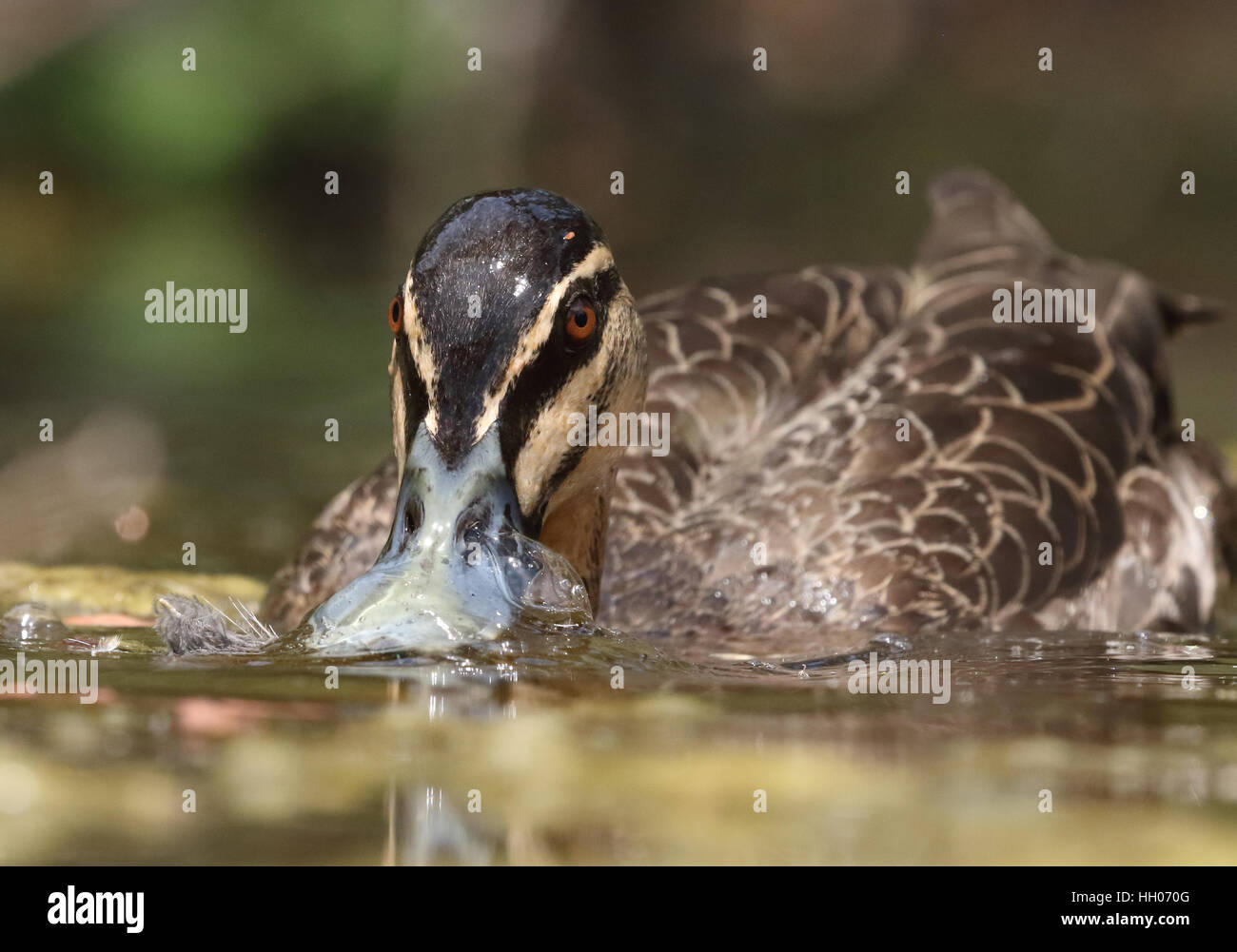 Pacific black duck on water Stock Photo - Alamy