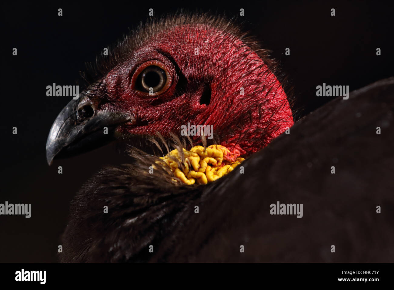 Australian Brush or bush turkey Stock Photo - Alamy