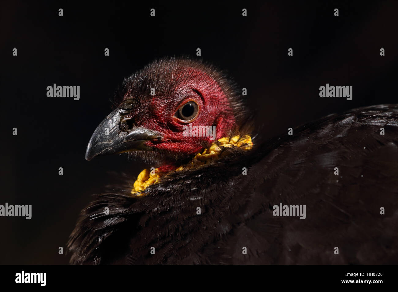 Australian Brush or bush turkey Stock Photo - Alamy