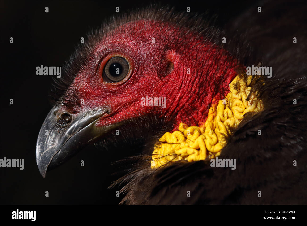 Australian brush turkey turkey hi-res stock photography and images - Alamy