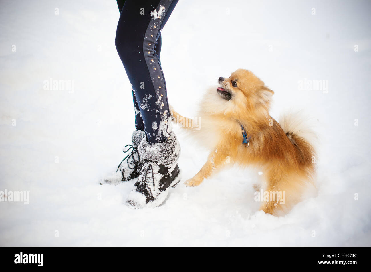 dog sitting at the mistress feet. walking your pet, dog breeds Spitz ...