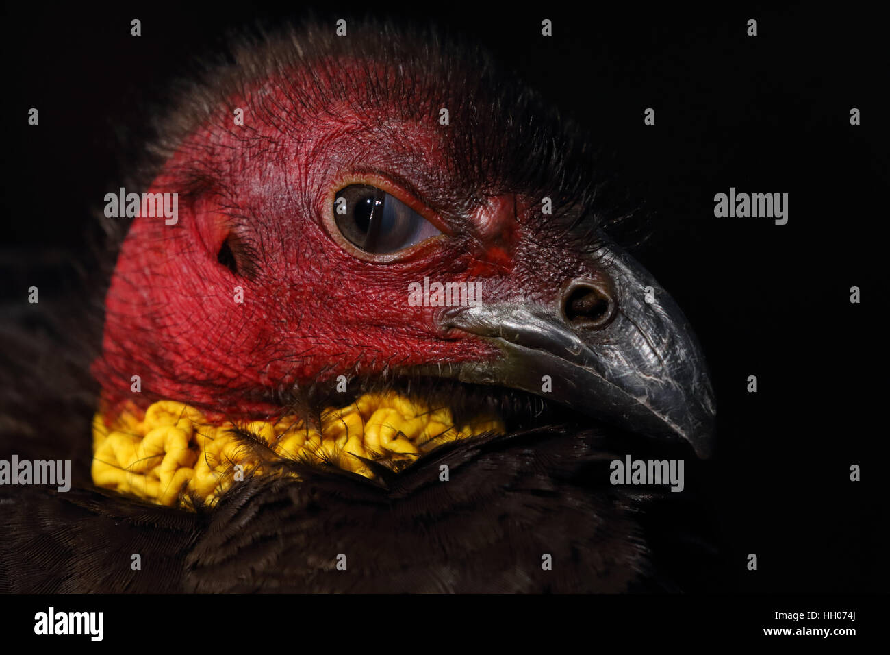 Australian Brush or bush turkey Stock Photo - Alamy
