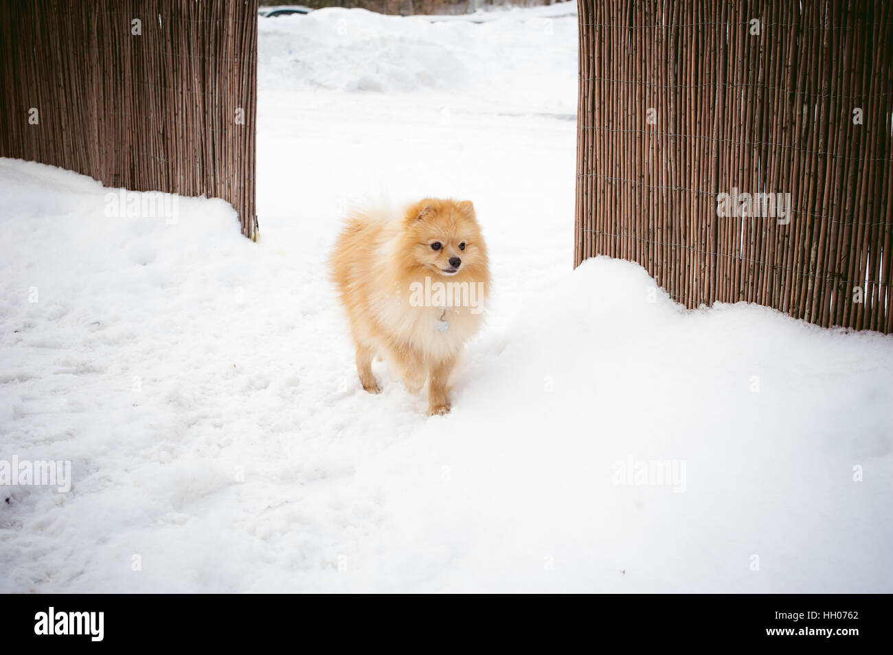 Spitz breed dog running in the snow snowbank Stock Photo - Alamy