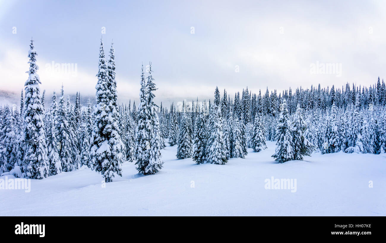 Winter Landscape with Snow Covered Trees in the high Alpine of the ...
