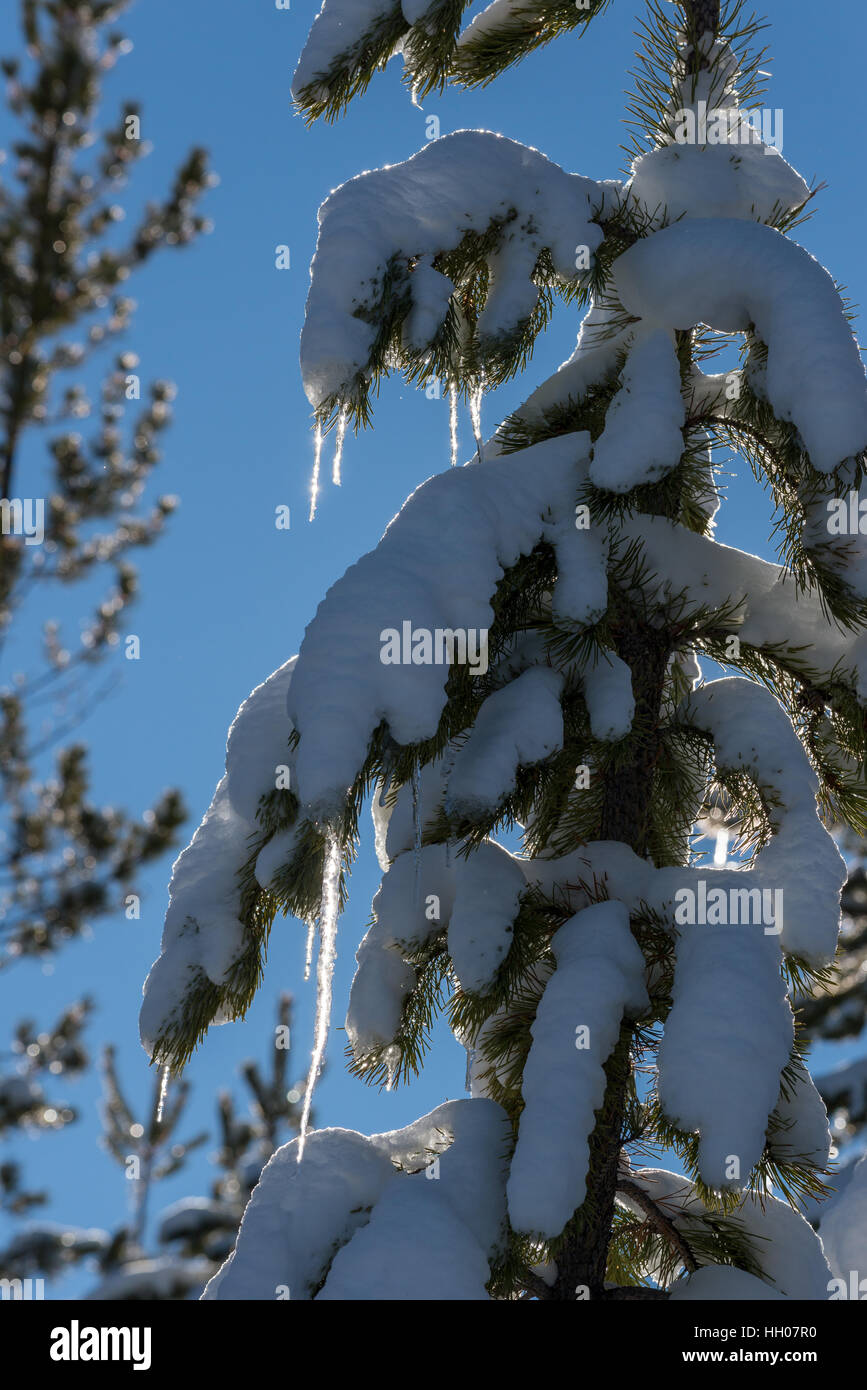 Icicle in tree hi-res stock photography and images - Alamy