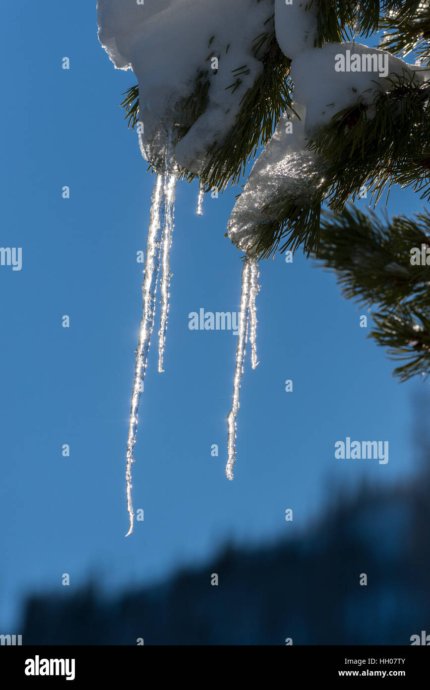 Icicle Tree High Resolution Stock Photography and Images - Alamy