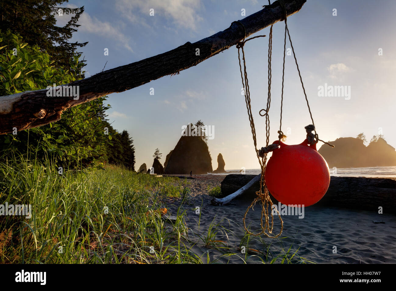 Orange fishing net float hanging from driftwood, Shi Shi Beach, Olympic ...