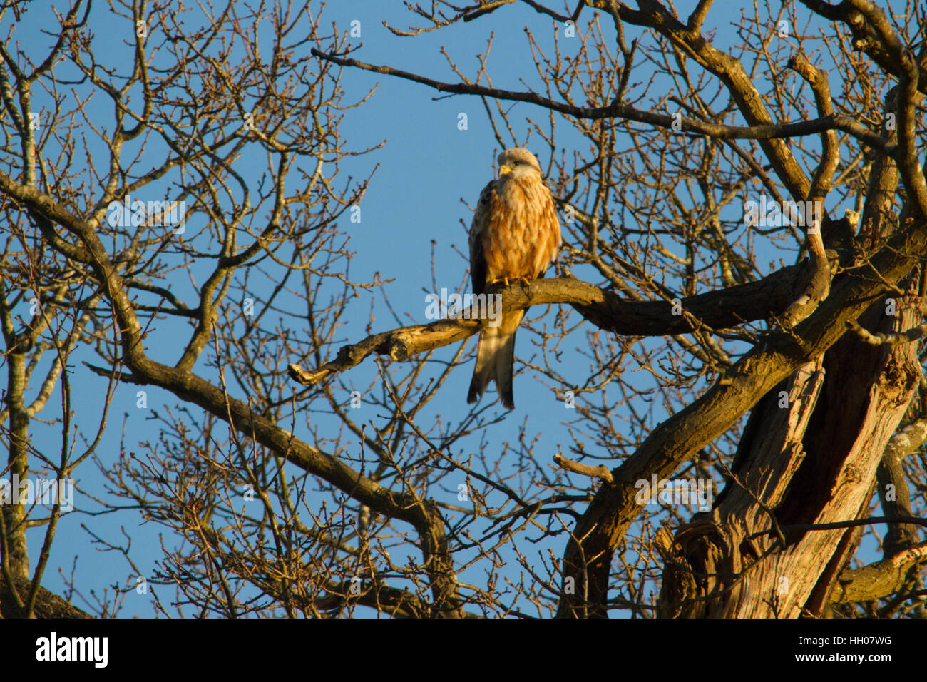 Red kite perching hi-res stock photography and images - Alamy