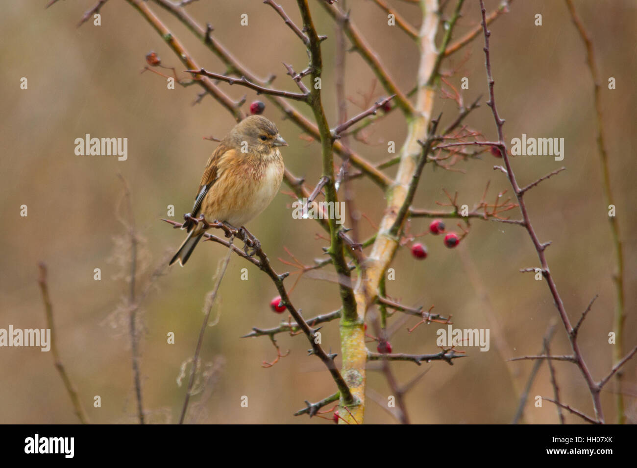 Common Linnet High Resolution Stock Photography and Images - Alamy