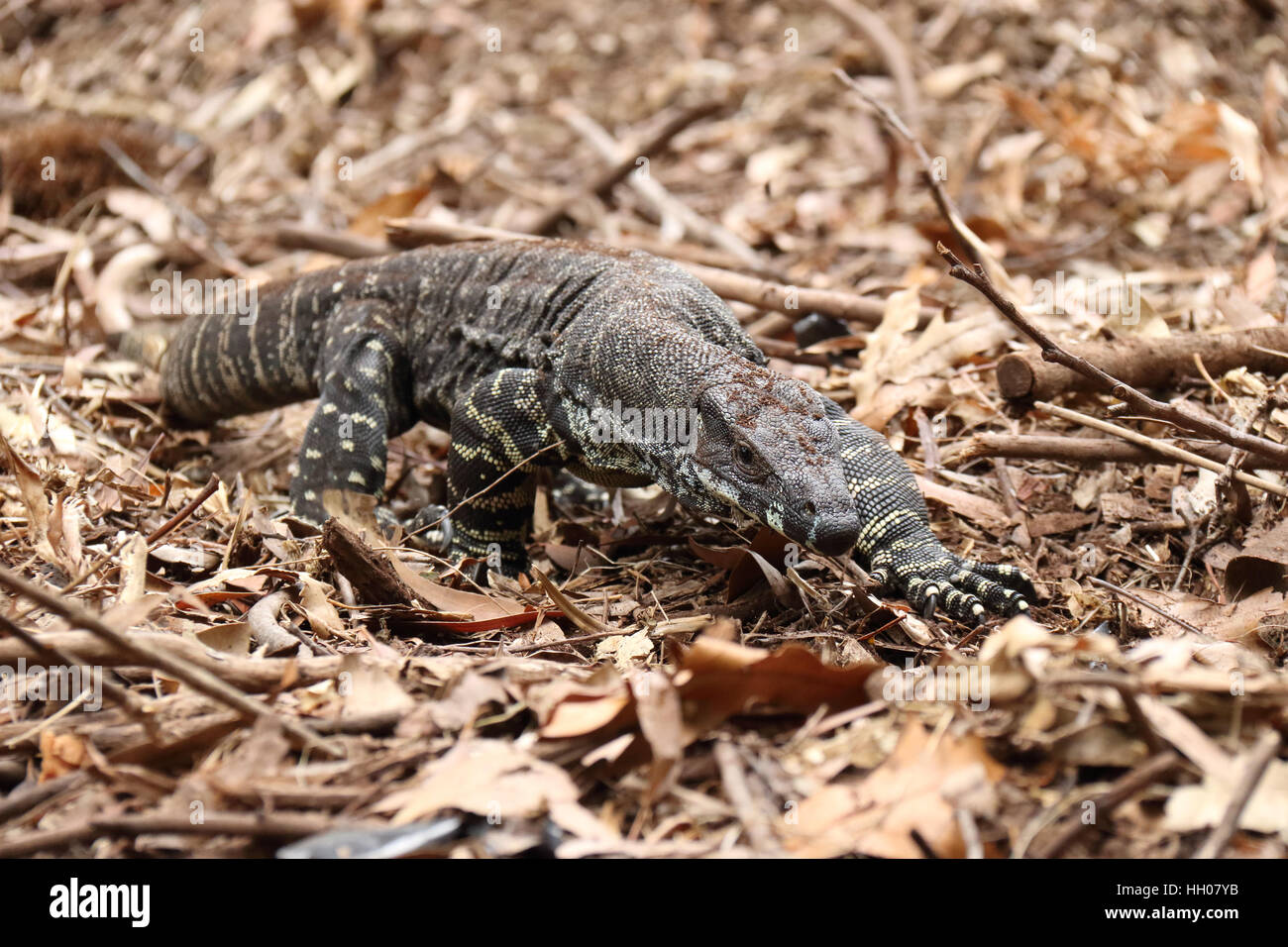 lace monitor on a brush turkey mound Stock Photo - Alamy