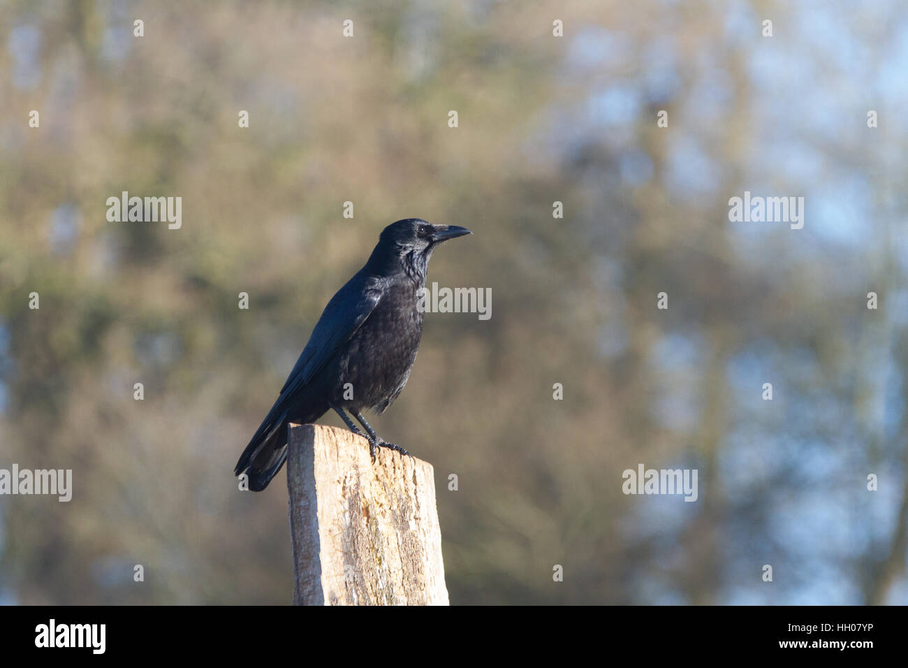 Corvus corone uk hi-res stock photography and images - Alamy