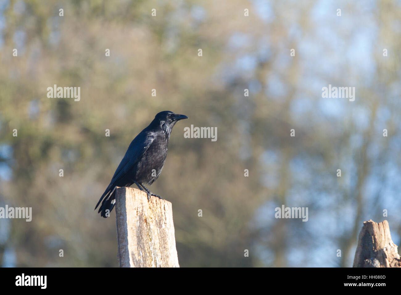 Crows fence hi-res stock photography and images - Alamy