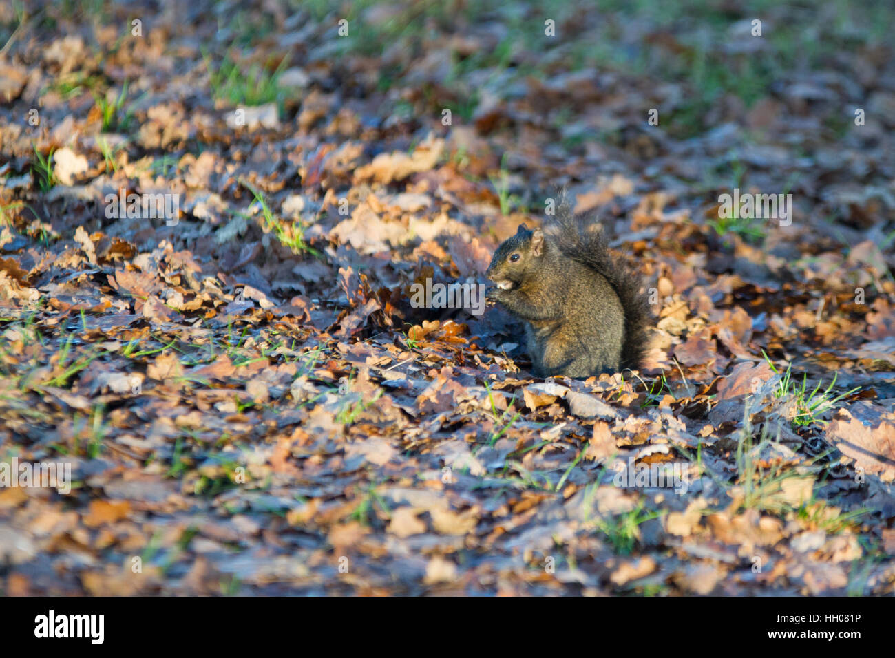 Sciurus carolinensis morph hi-res stock photography and images - Alamy