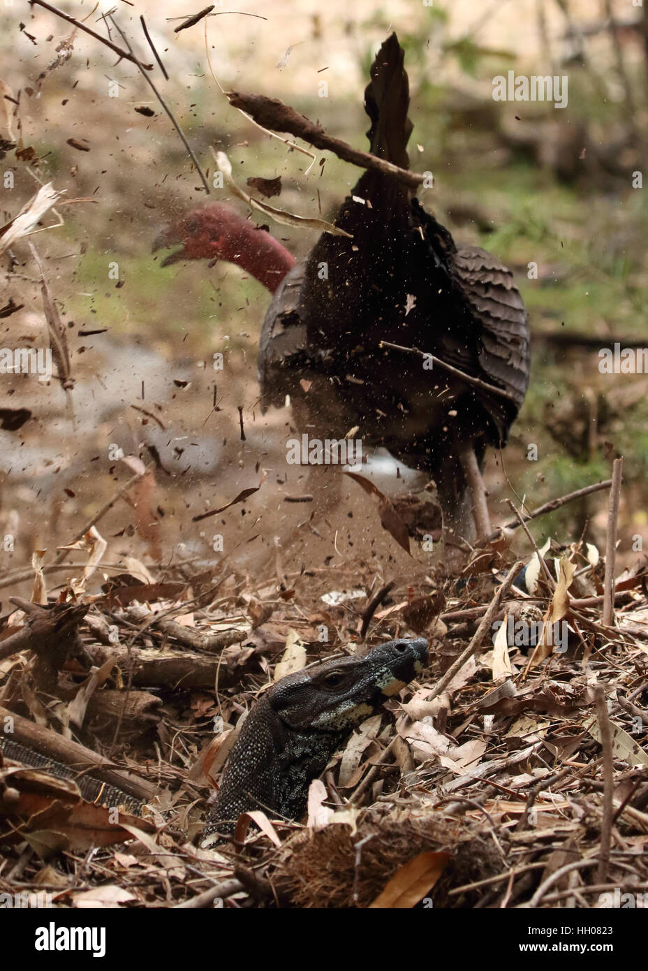 Australian Brush or bush turkey Stock Photo - Alamy
