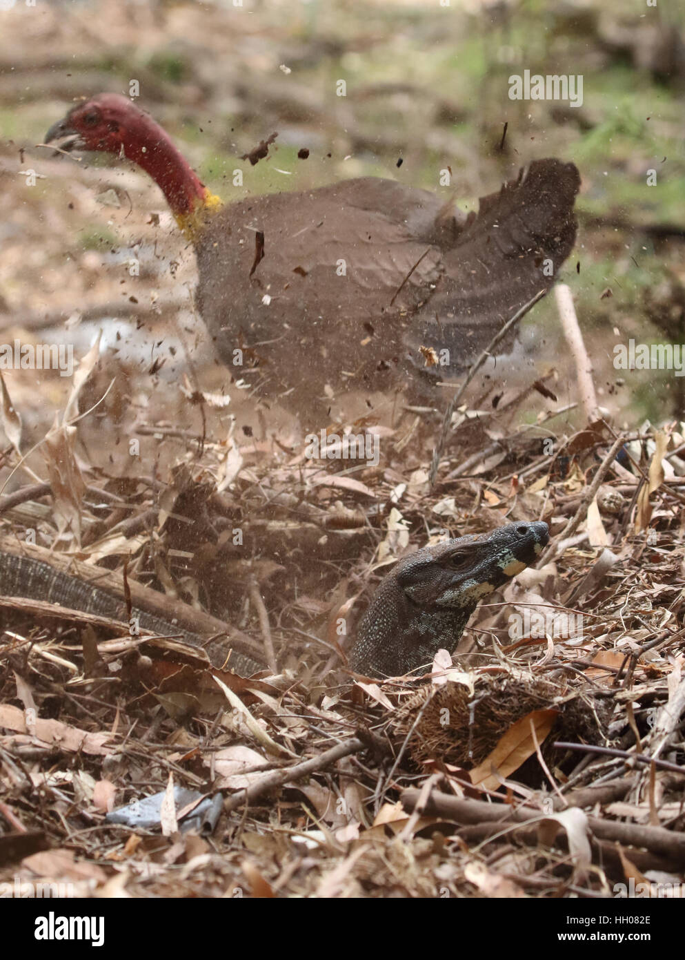 Australian Brush or bush turkey Stock Photo - Alamy