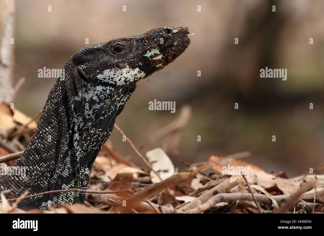 lace monitor on a brush turkey mound Stock Photo - Alamy