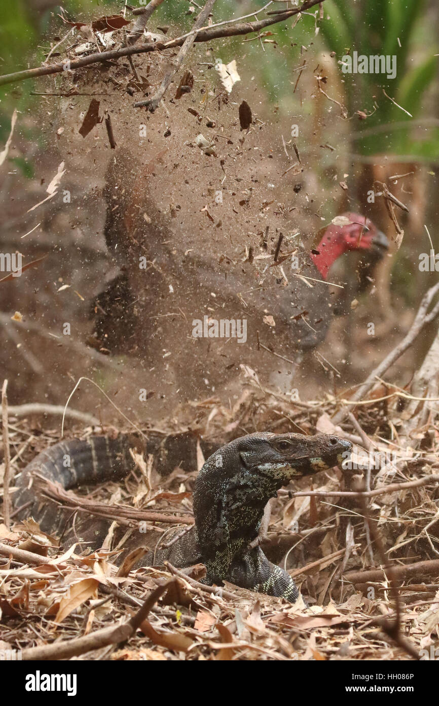 Pulling tail hi-res stock photography and images - Alamy