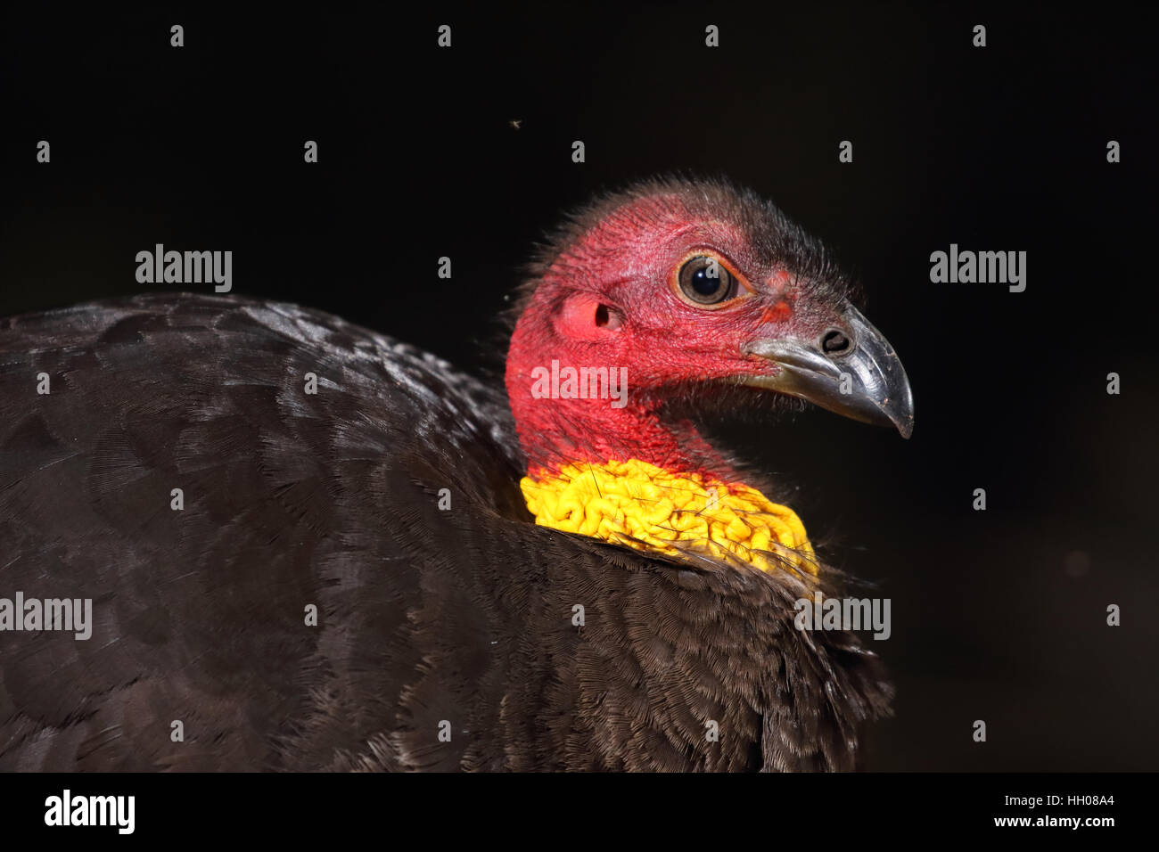Australian Brush or bush turkey Stock Photo - Alamy