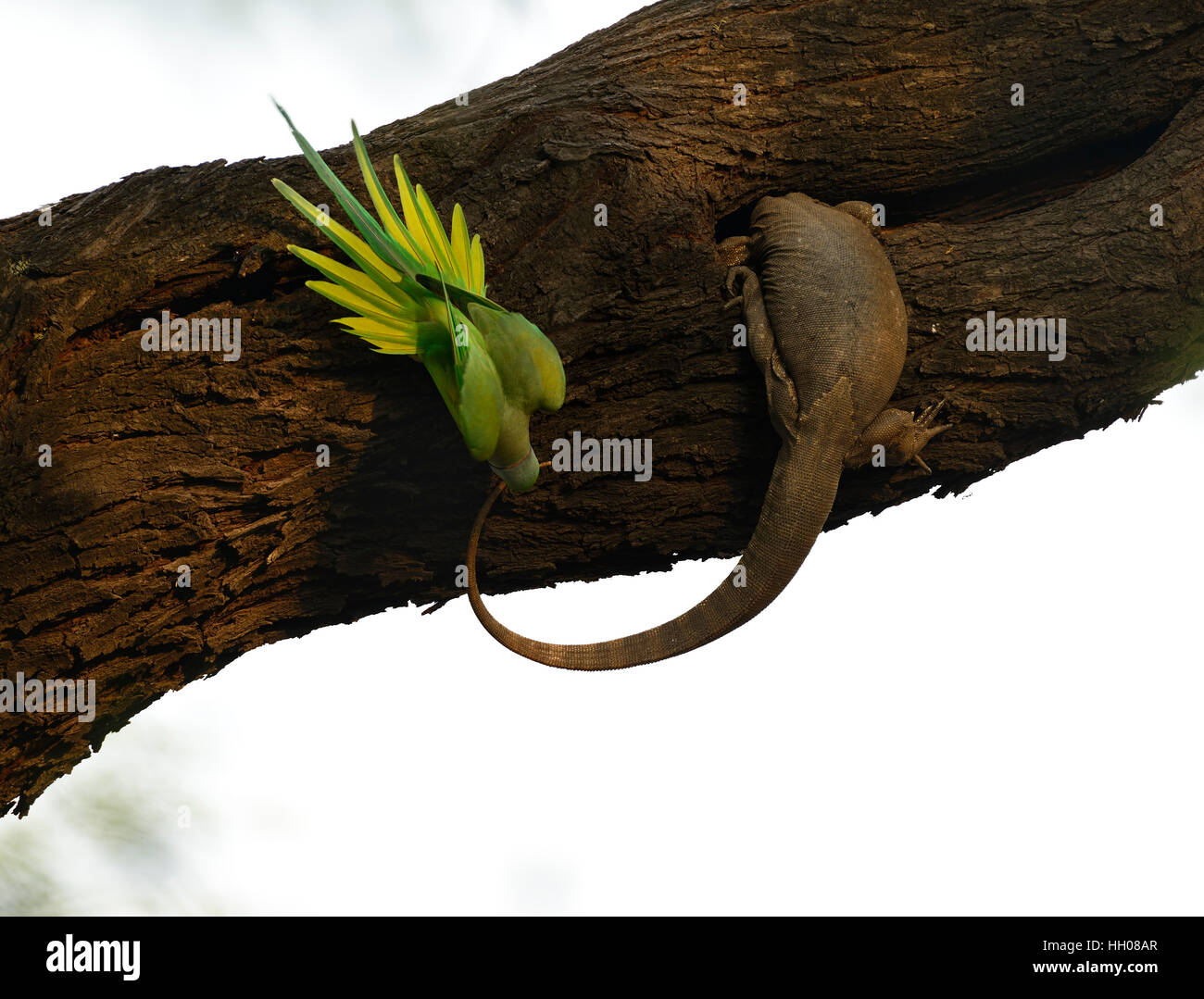Lizard attack hi-res stock photography and images - Alamy