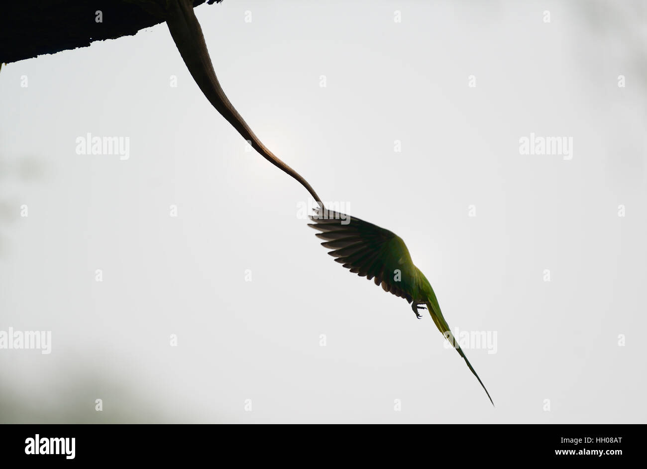 Parakeets and Monitor Lizard Attack Stock Photo - Alamy
