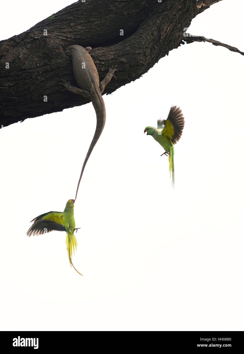 Parakeets and Monitor Lizard Attack Stock Photo - Alamy