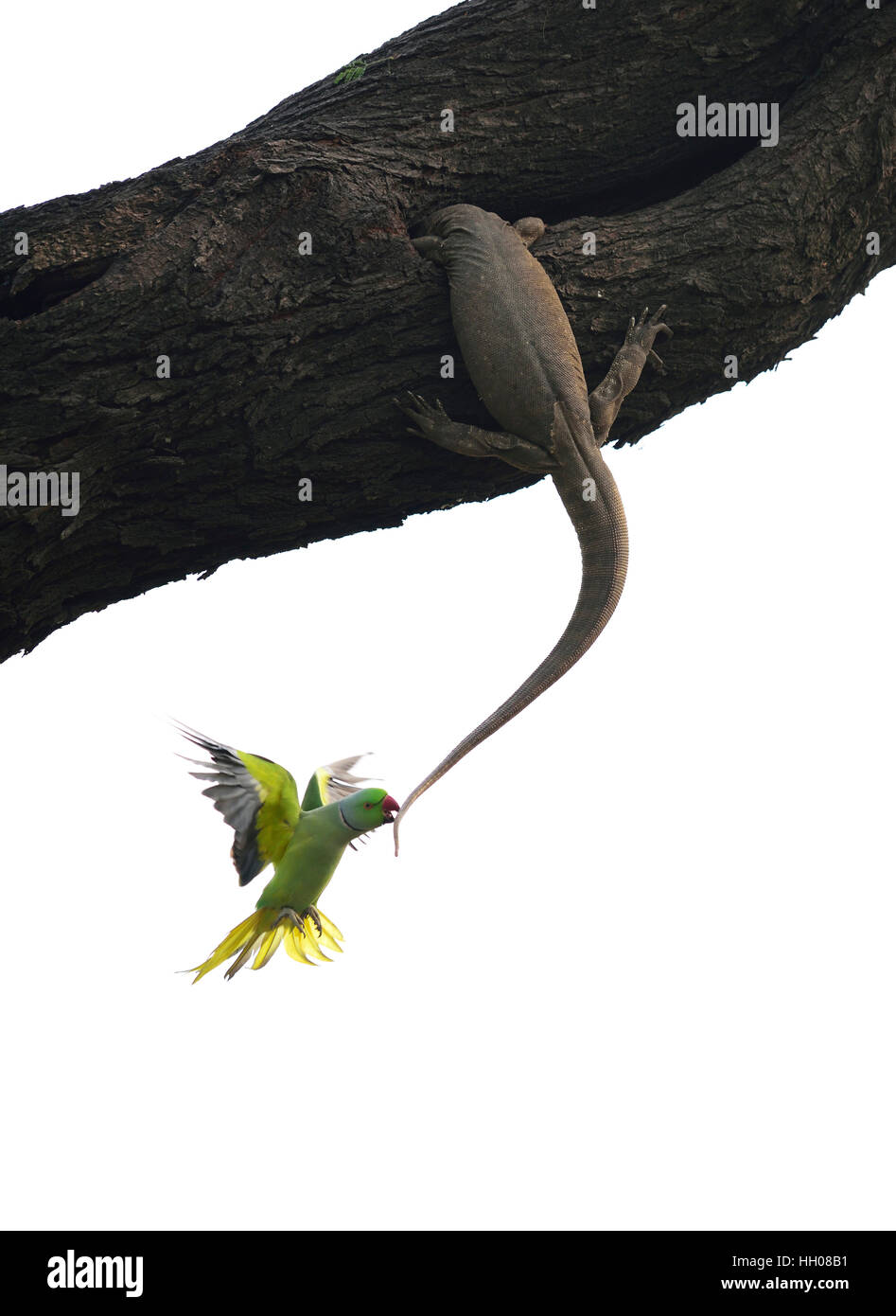 Parakeets and Monitor Lizard Attack Stock Photo - Alamy