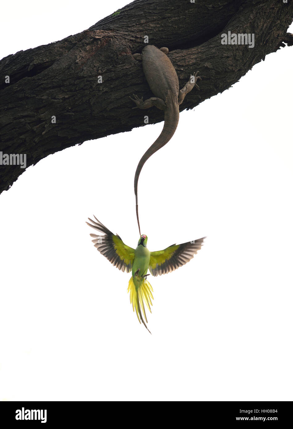 Parakeets and Monitor Lizard Attack Stock Photo - Alamy