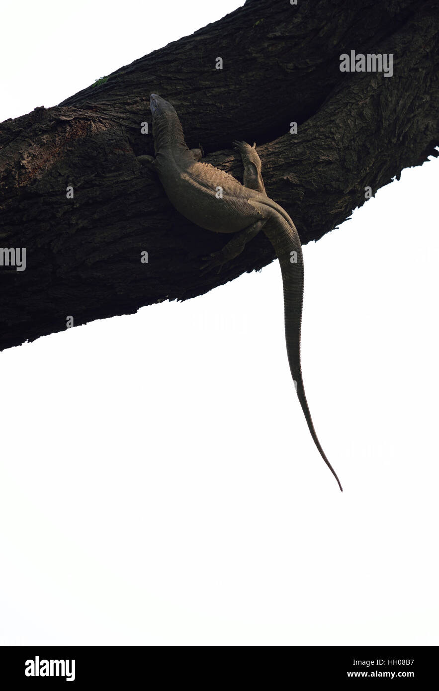 Lizard hanging by tail hi-res stock photography and images - Alamy