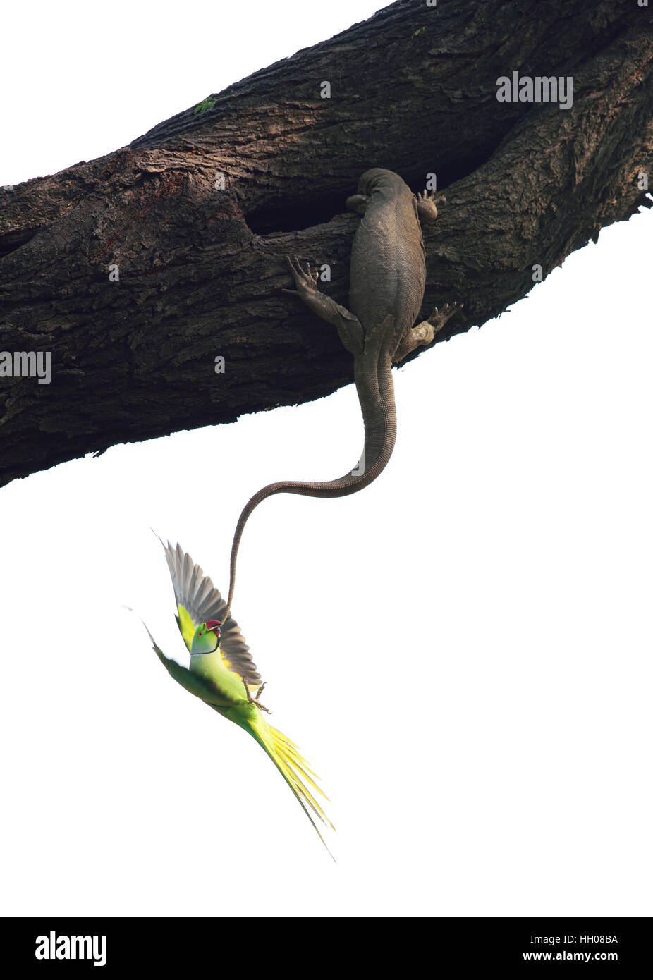 Parakeets and Monitor Lizard Attack Stock Photo - Alamy