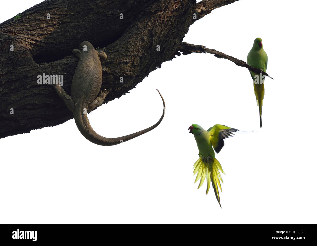 Monitor lizard nest hi-res stock photography and images - Alamy