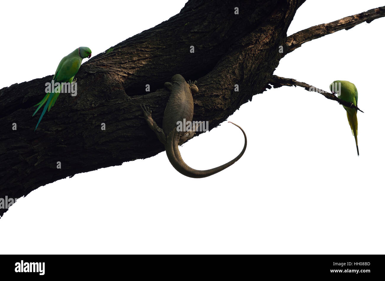 Parakeets and Monitor Lizard Attack Stock Photo - Alamy