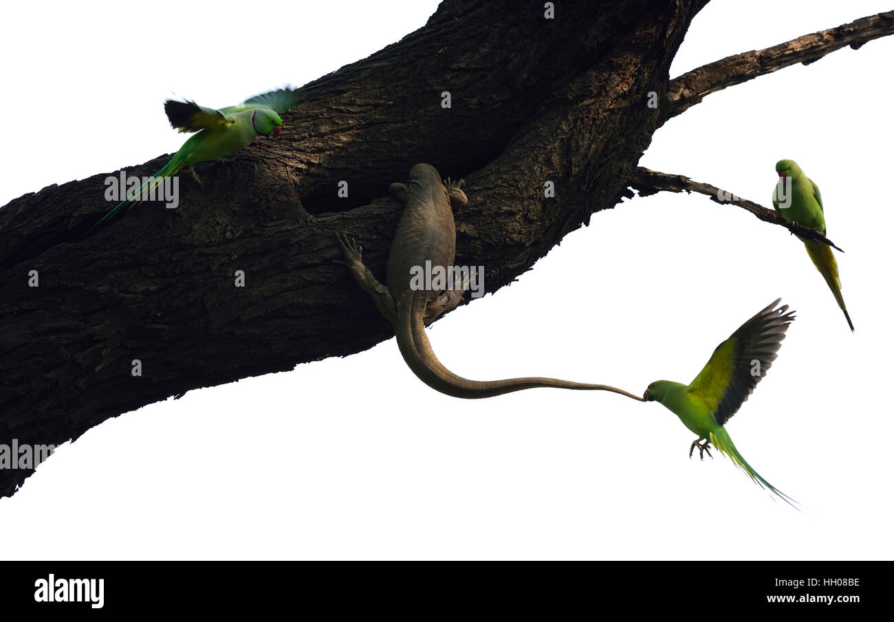 Parakeets and Monitor Lizard Attack Stock Photo - Alamy