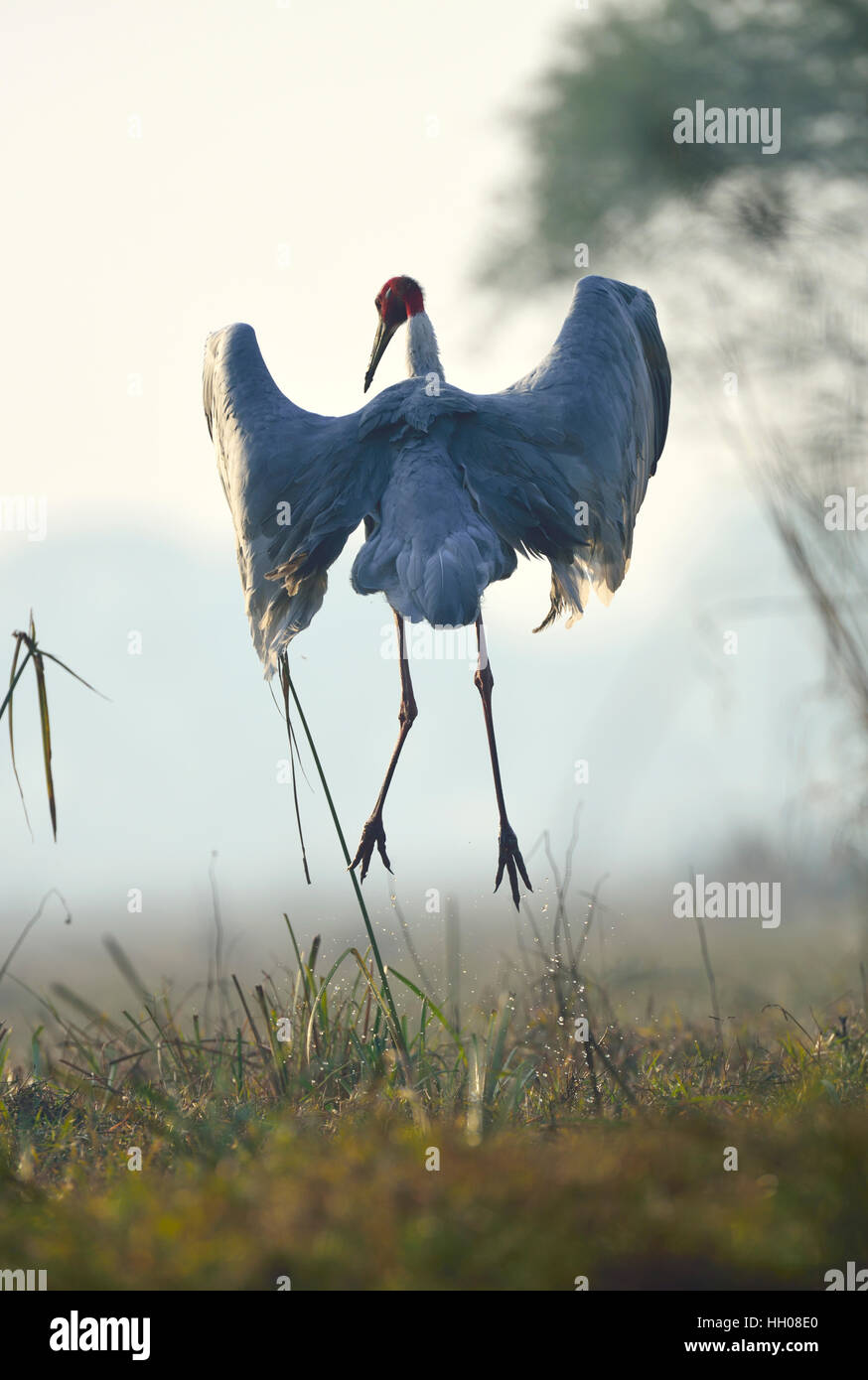 Art of Sarus Cranes Stock Photo - Alamy